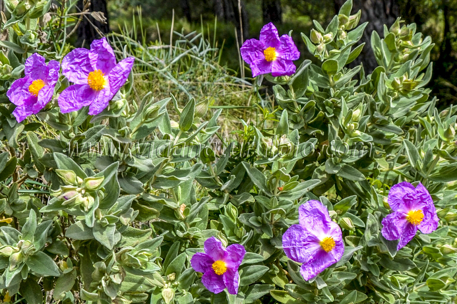 Cistus Incanus ⋆ Belleza Eterna