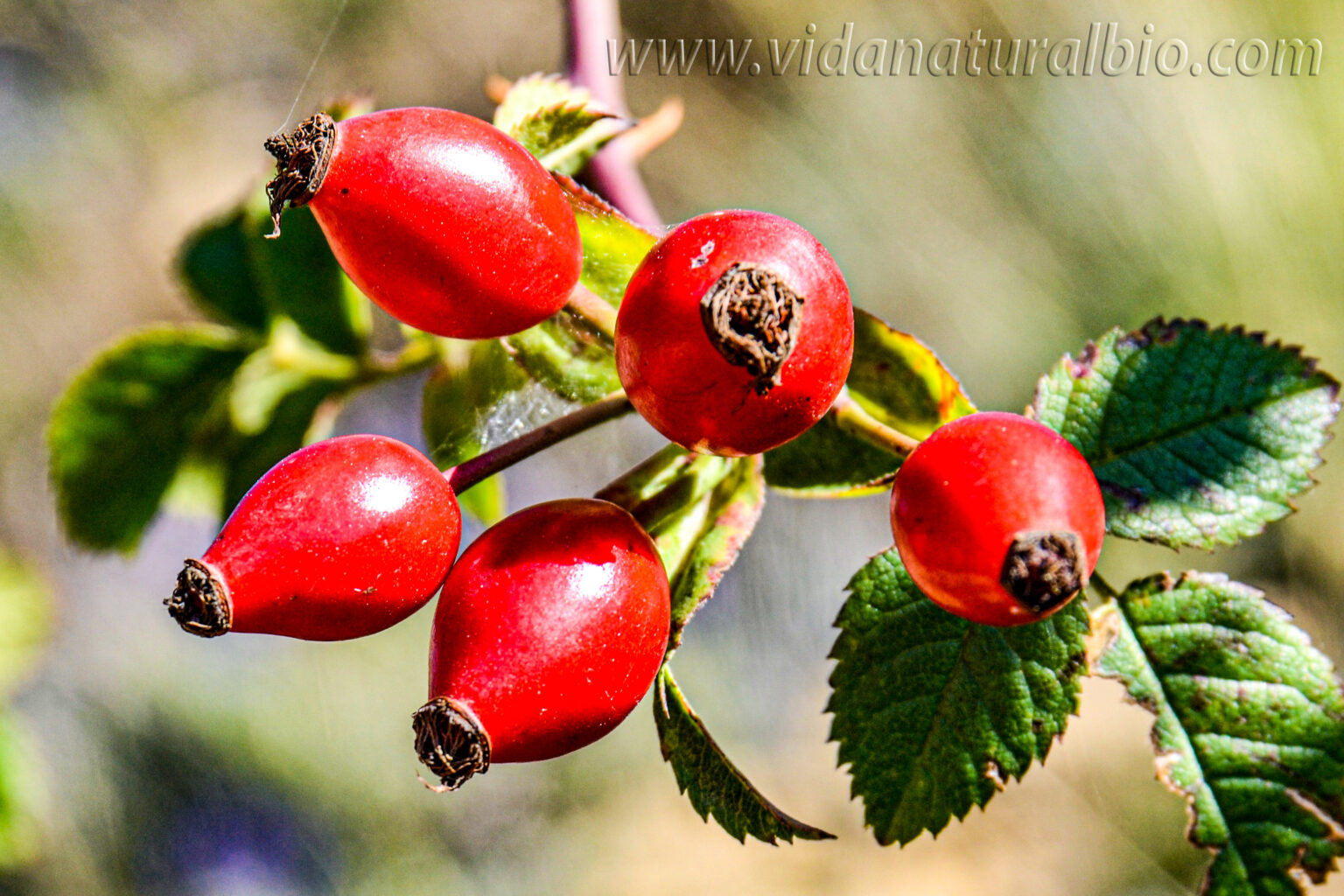 Rosa Mosqueta ⋆ Belleza Eterna